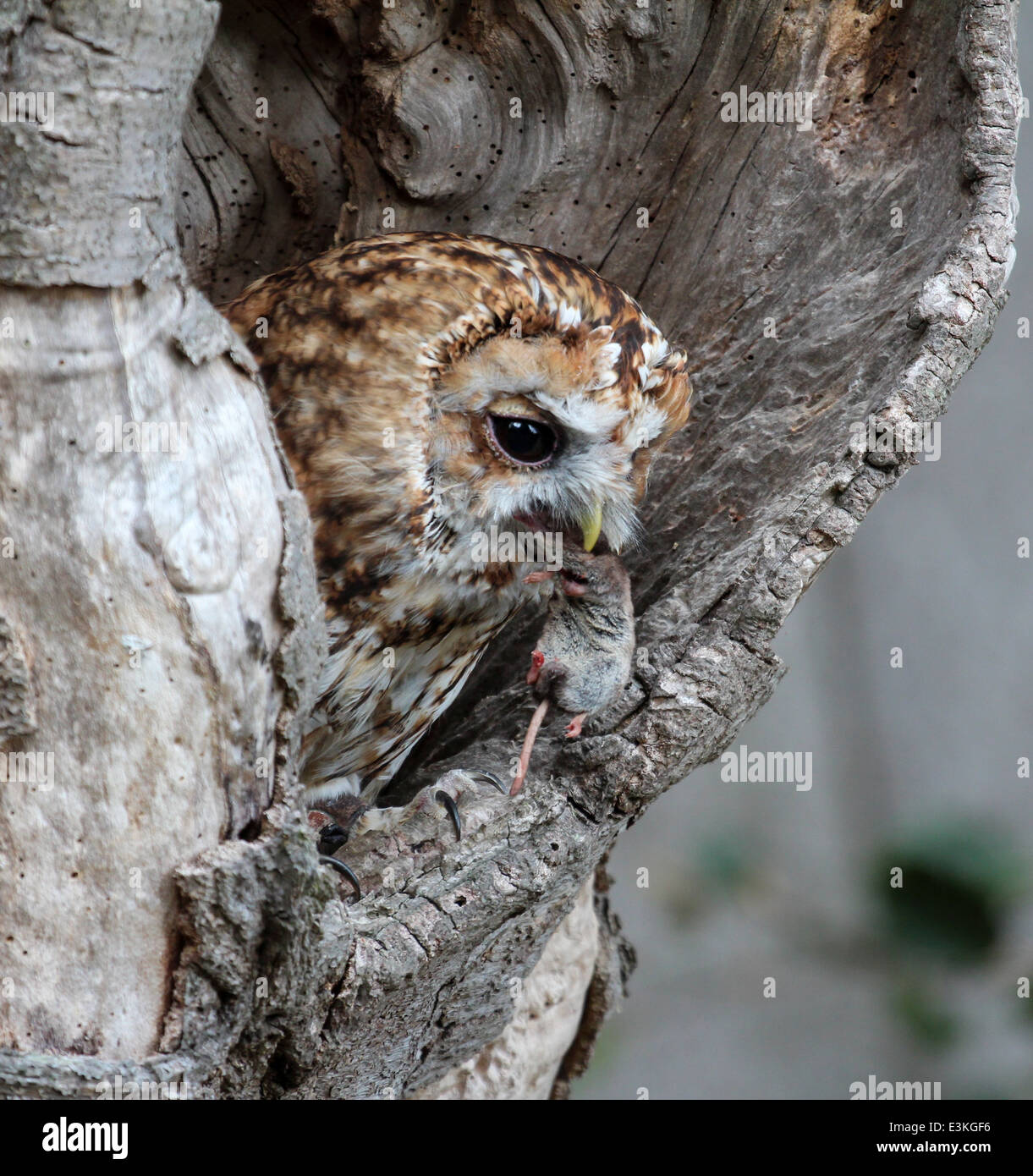 Tawny Owl in a tree stump eating a mouse Stock Photo - Alamy