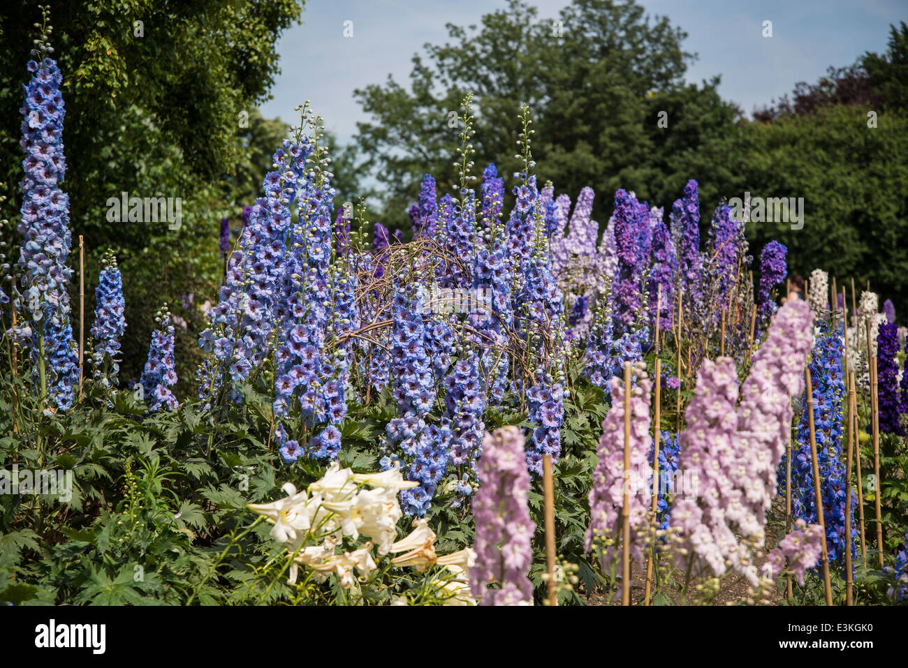 June summer garden delphinium blue hi-res stock photography and images ...