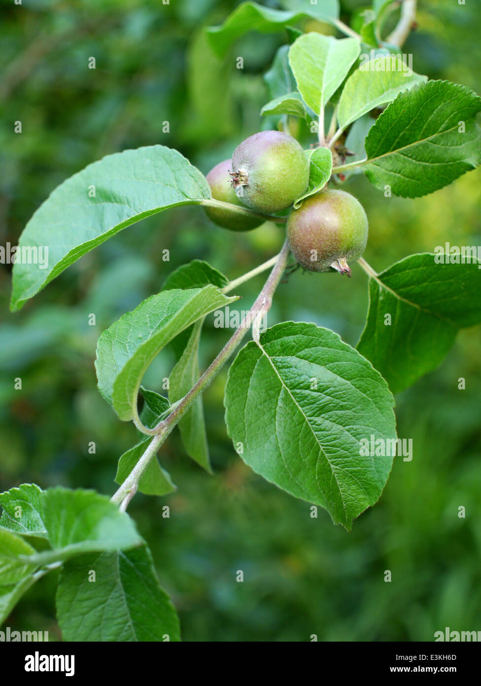 Early fruit hi-res stock photography and images - Alamy