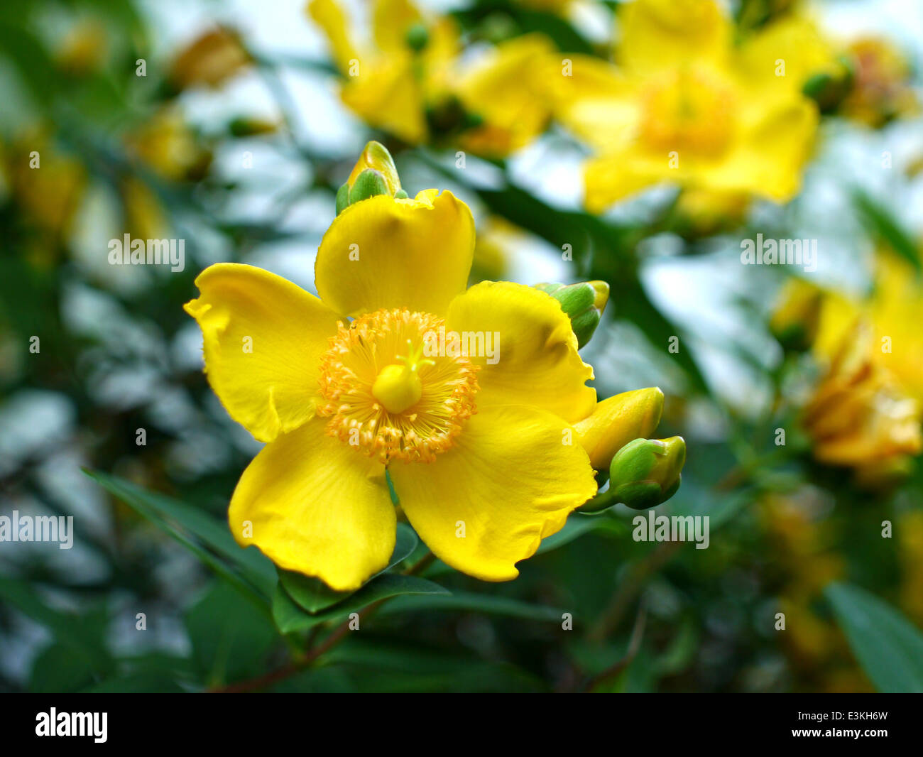 Hypericum yellow flower Stock Photo - Alamy