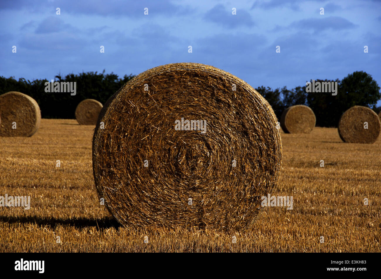 Big circular bales hi-res stock photography and images - Alamy