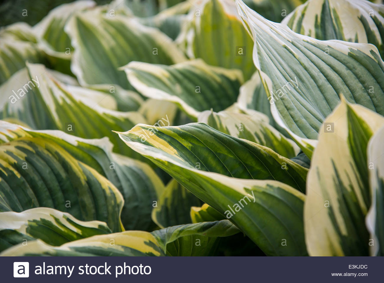 Variegated Hosta Leaves High Resolution Stock Photography and Images ...