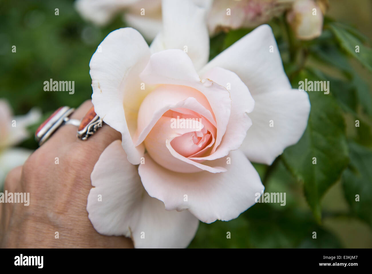Rose 'Chandos Beauty' Stock Photo - Alamy