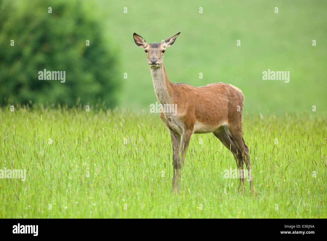 Red Deer Hind poses for the camera while standing in the meadow grass ...