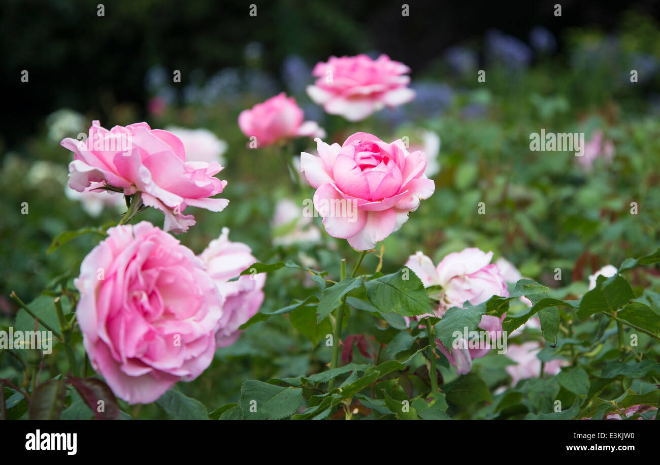 Rose 'Westminster Pink' Stock Photo - Alamy