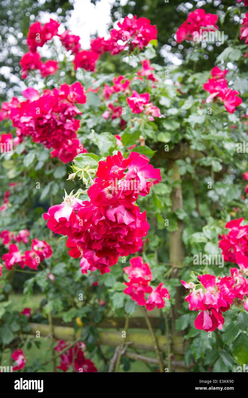 Rose 'Dortmund', climber Stock Photo - Alamy