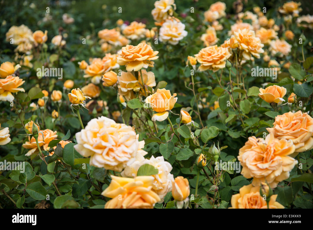 Kingdom valencia hi-res stock photography and images - Alamy