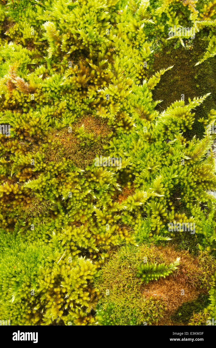 Scotland close up moss plants hi-res stock photography and images - Alamy