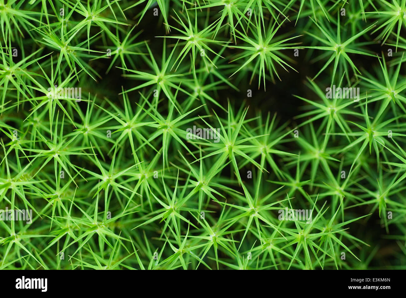 Polytrichum commune moss mosses hi-res stock photography and images - Alamy