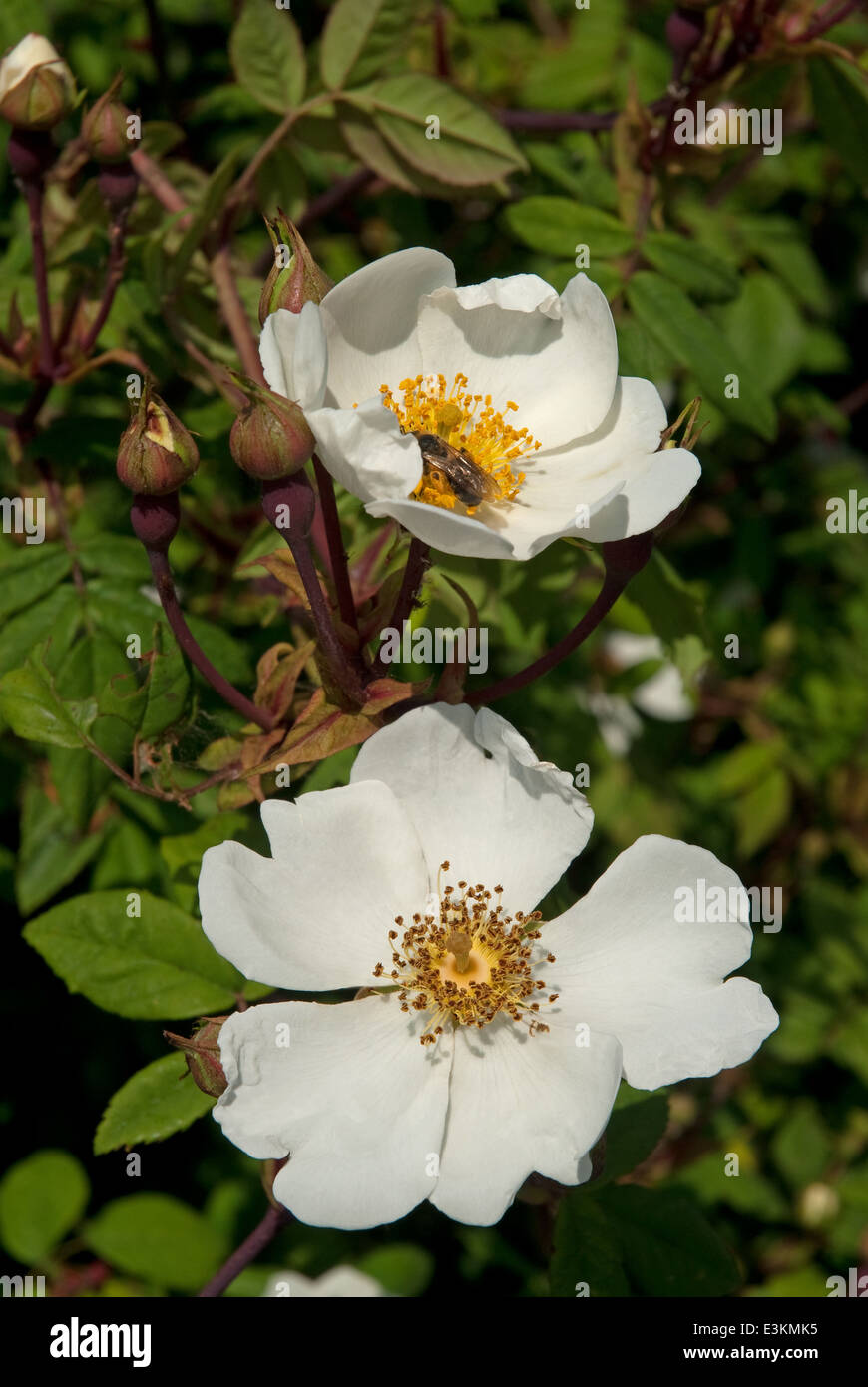 Field Rose (Rosa arvensis) flowering in the English Countryside in ...