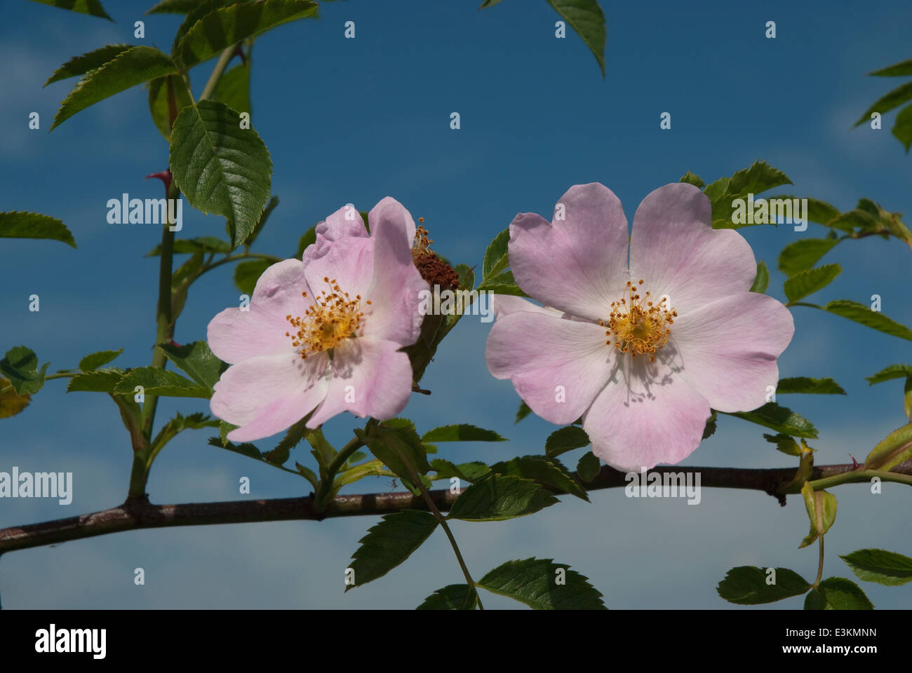 Dog-Rose (Rosa canina) flowering in the British Countryside in summer ...