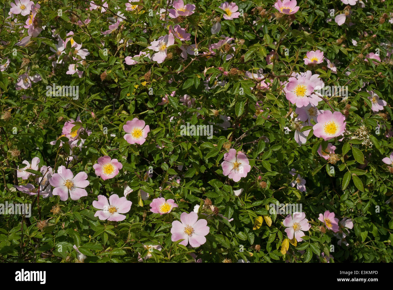 Dog-Rose (Rosa canina) flowering in the British Countryside in summer ...
