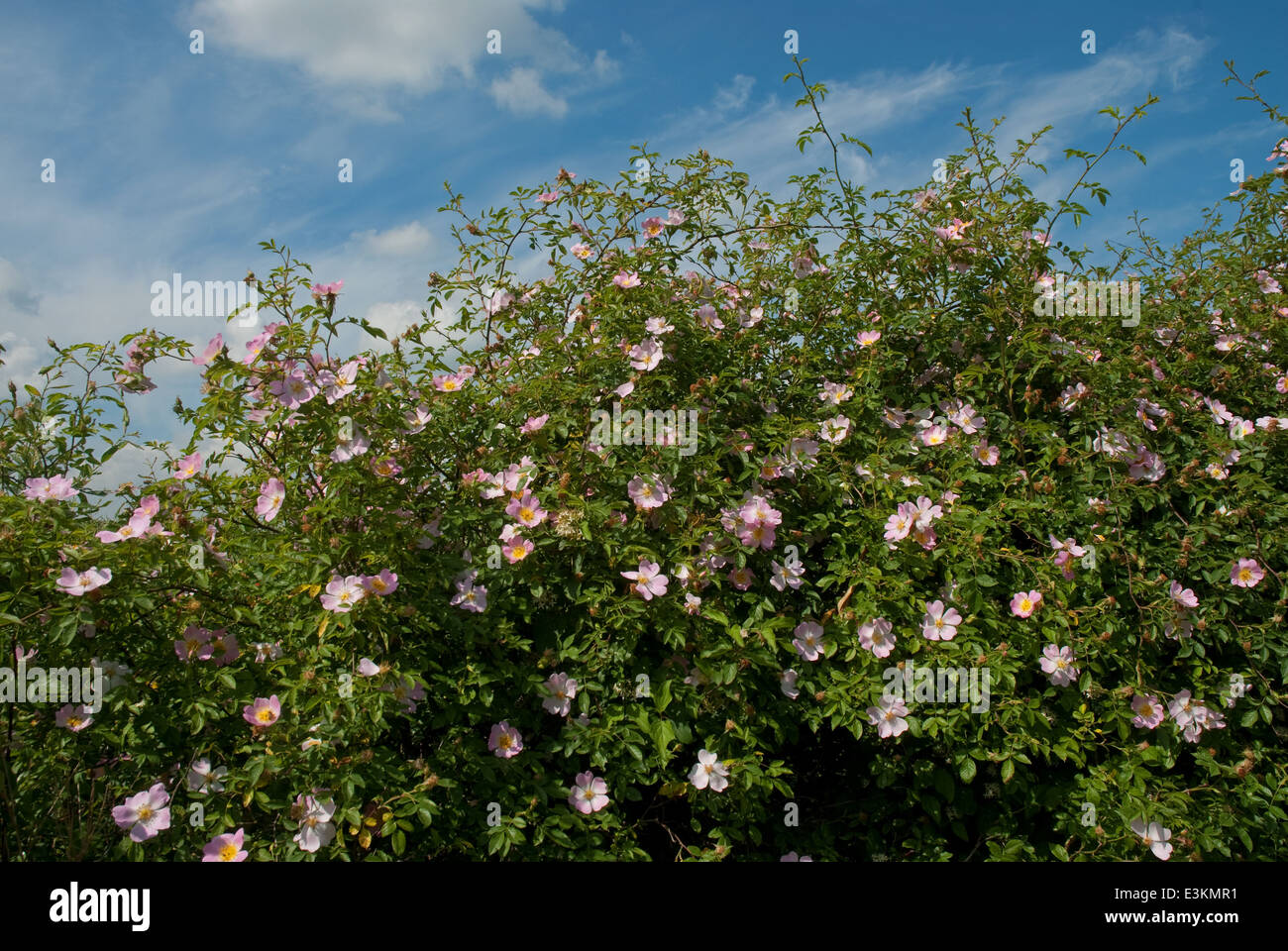 Dog-Rose (Rosa canina) flowering in the British Countryside in summer ...