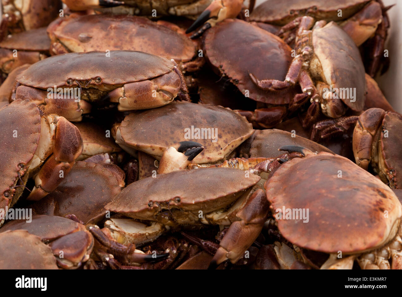 Lots of crabs hi-res stock photography and images - Alamy
