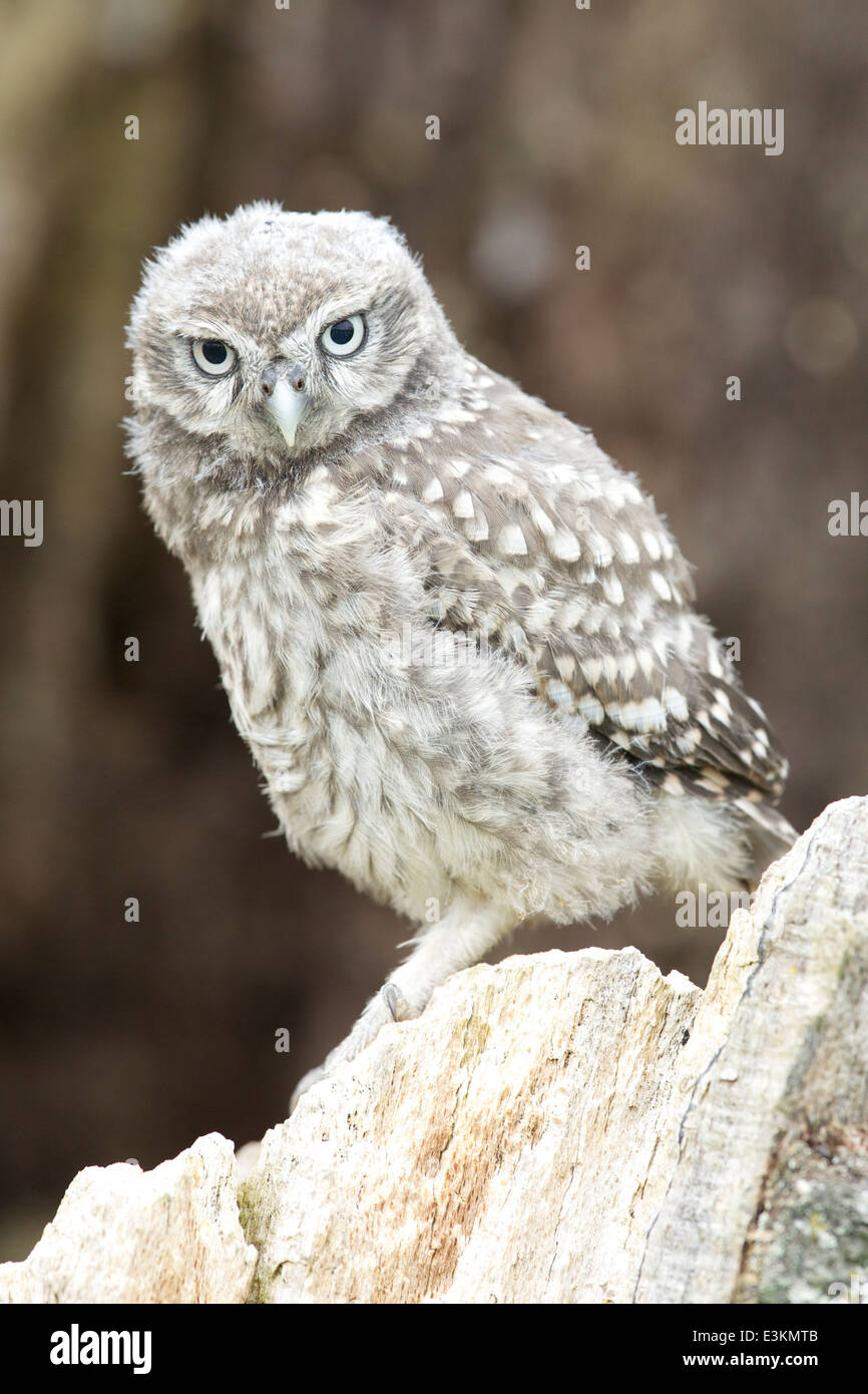 Natural owl pose hi-res stock photography and images - Alamy