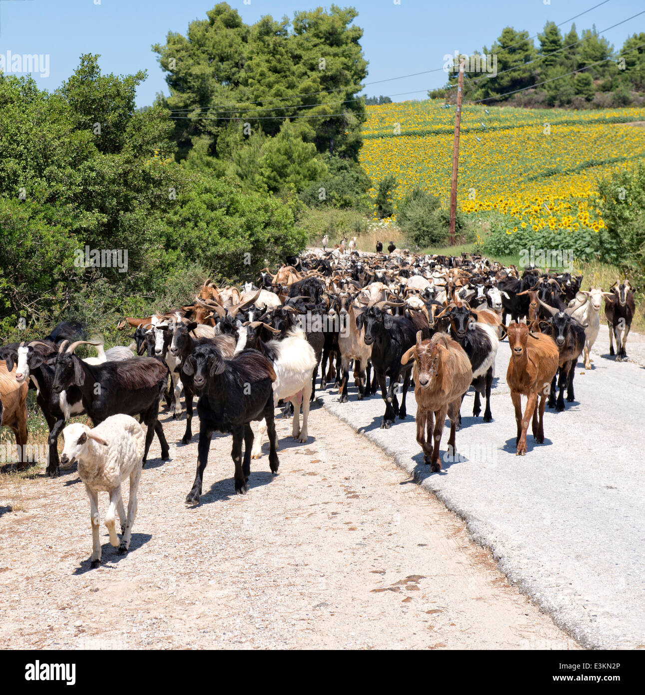 Herd of Goats moving to new pastures in Greece Stock Photo - Alamy