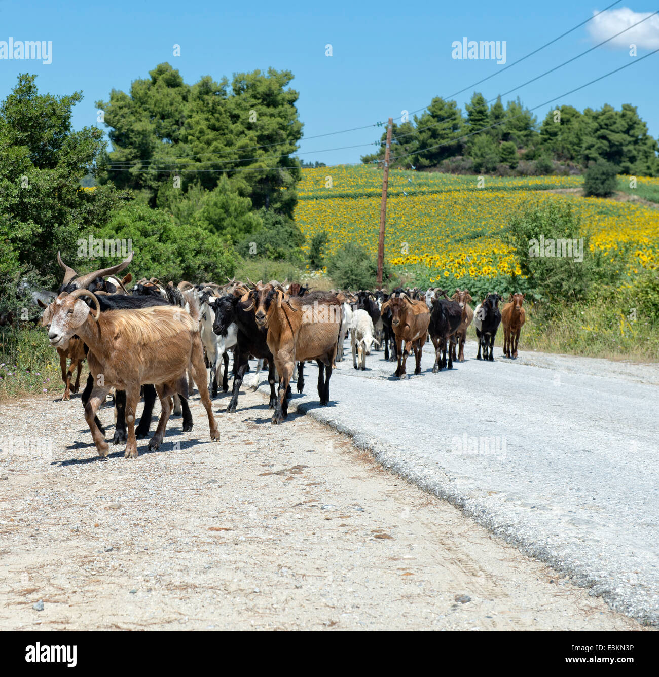 Herd of Goats next to a field of Sunflowers Stock Photo - Alamy