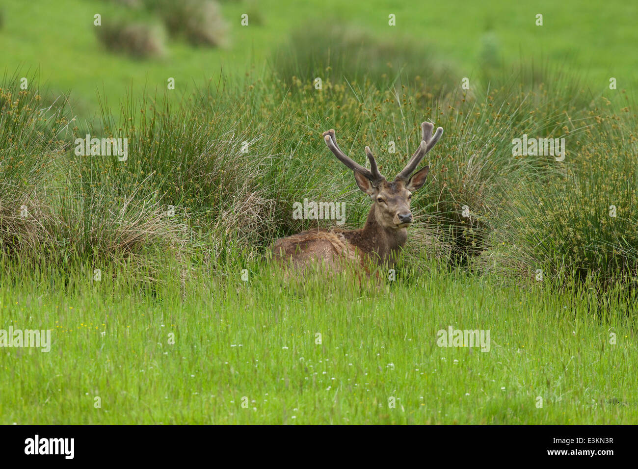 Jedforest hi-res stock photography and images - Alamy