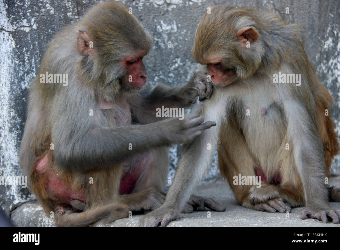 Pair of monkeys preening Stock Photo - Alamy