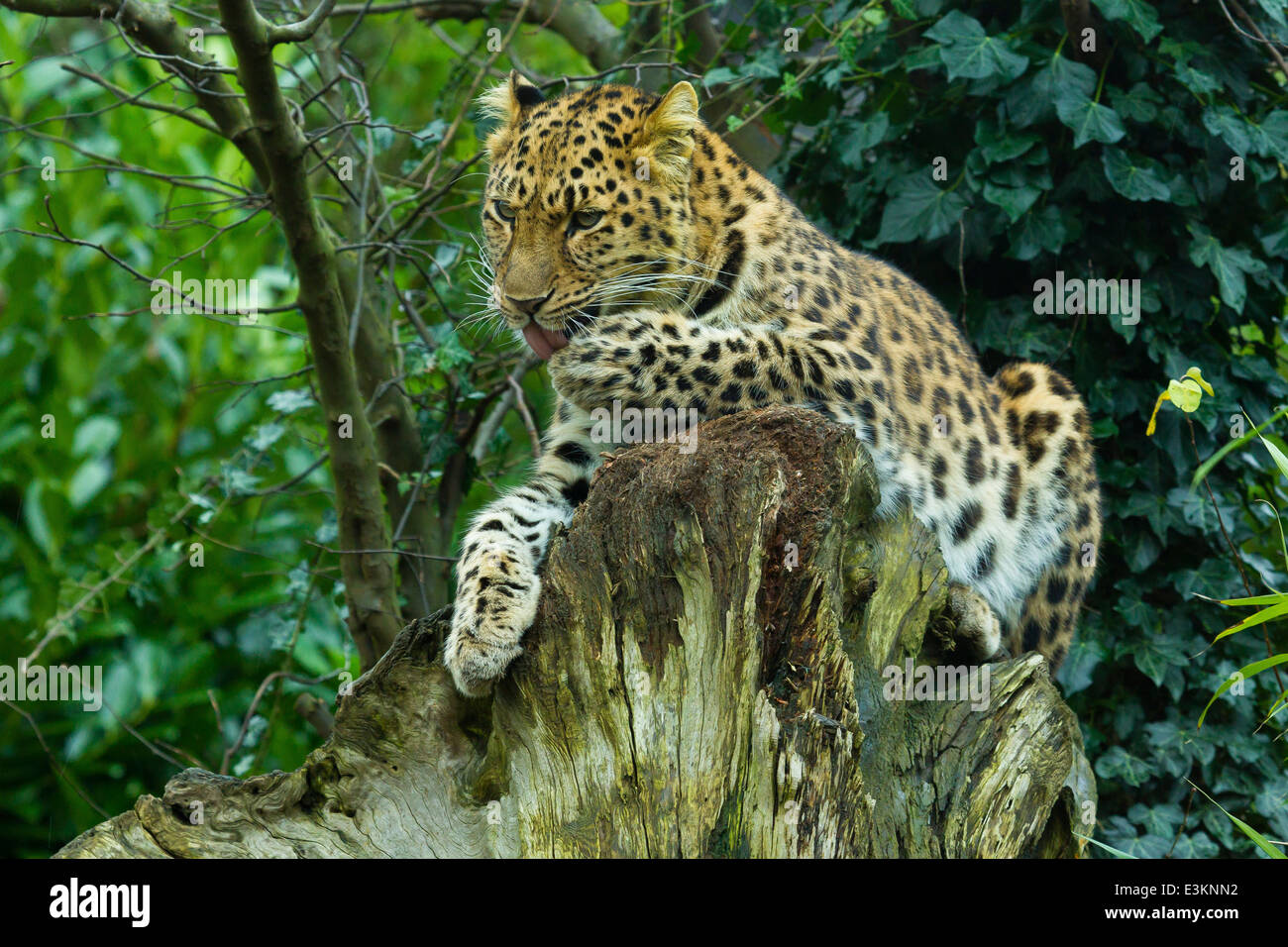 Extremely Rare Amur Leopard (Panthera Pardus Orientalis) On Tree Stump ...
