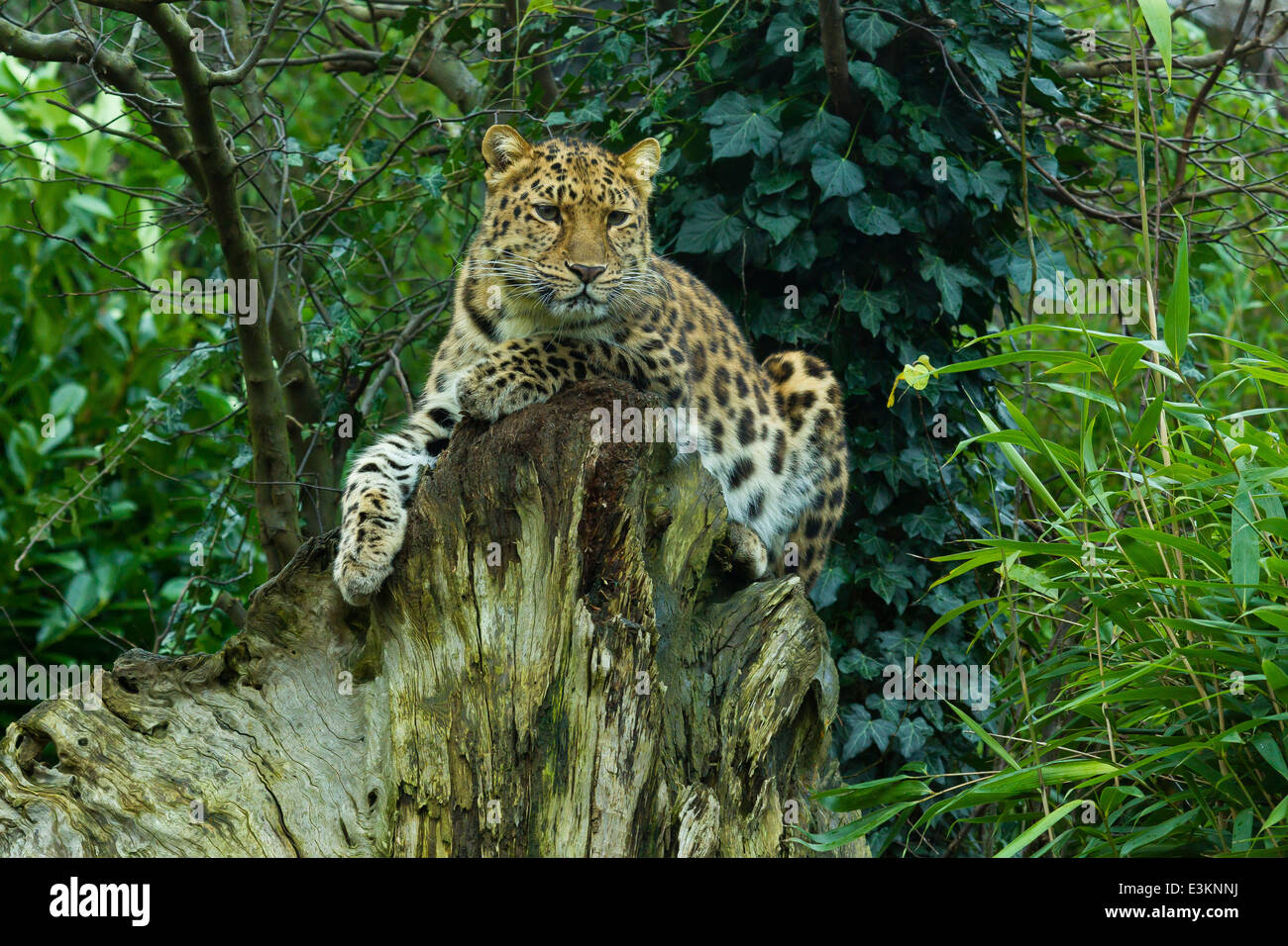 Extremely Rare Amur Leopard (Panthera Pardus Orientalis) On Tree Stump ...