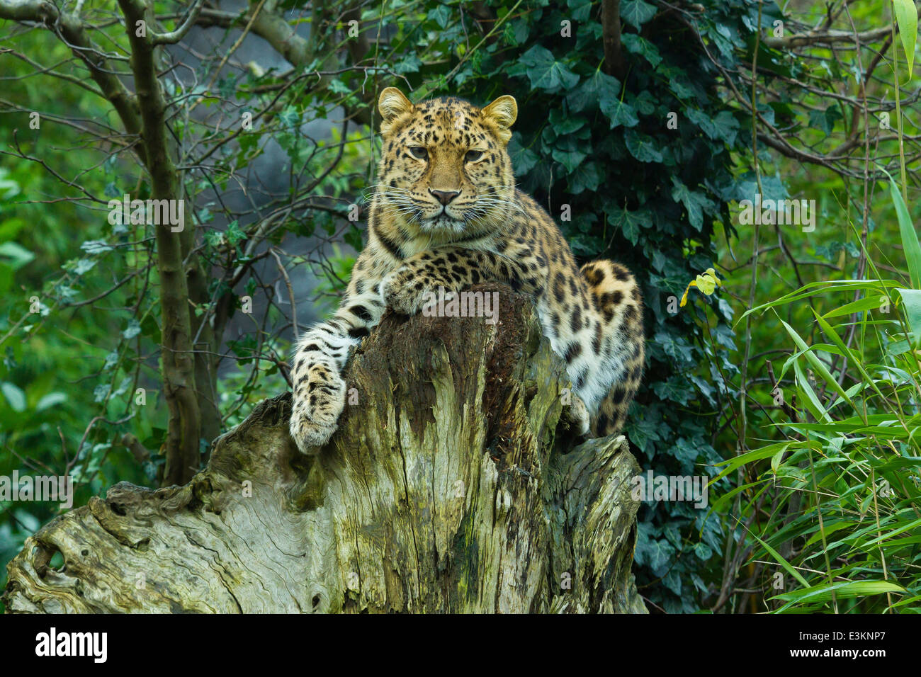 Extremely Rare Amur Leopard (Panthera Pardus Orientalis) On Tree Stump ...