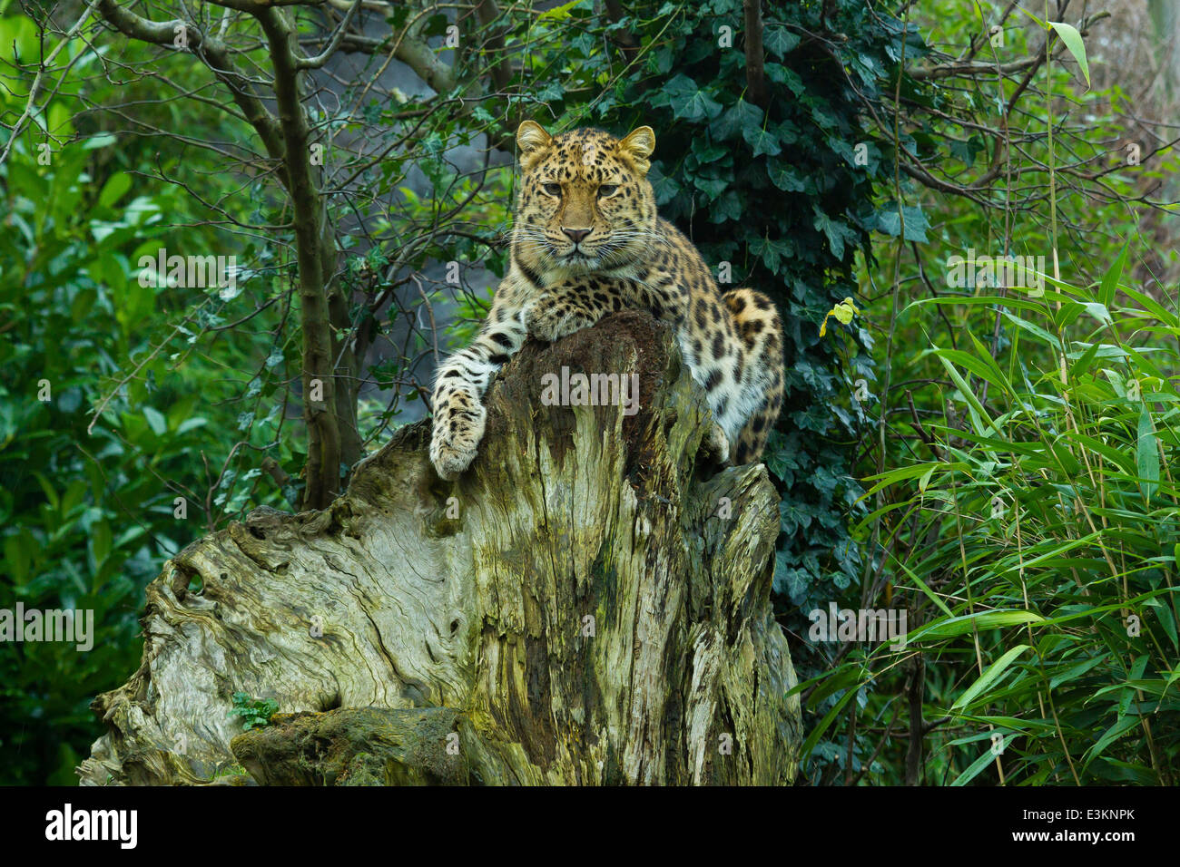 Extremely Rare Amur Leopard (Panthera Pardus Orientalis) On Tree Stump ...