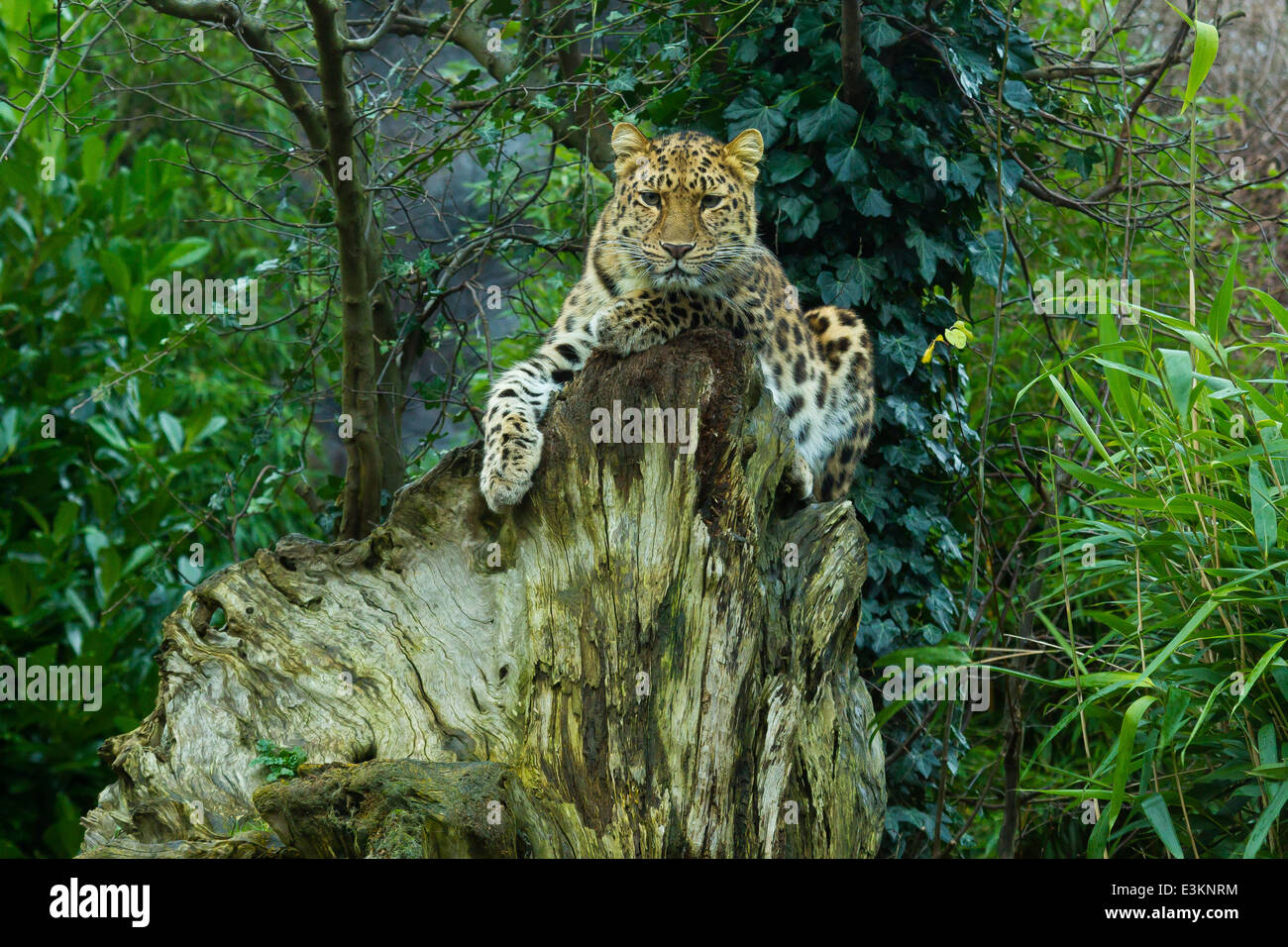 Extremely Rare Amur Leopard (Panthera Pardus Orientalis) On Tree Stump ...