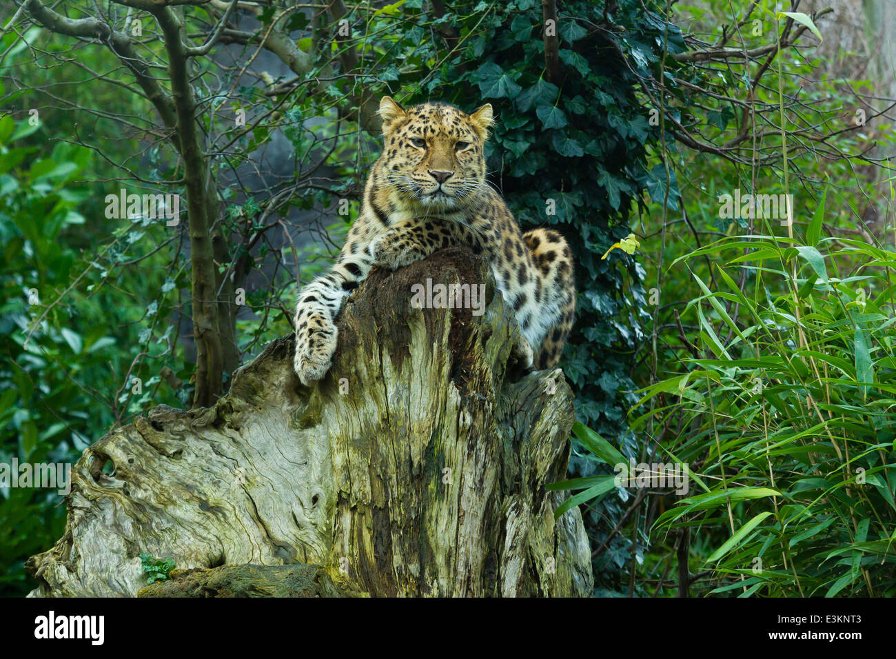 Extremely Rare Amur Leopard (Panthera Pardus Orientalis) On Tree Stump ...
