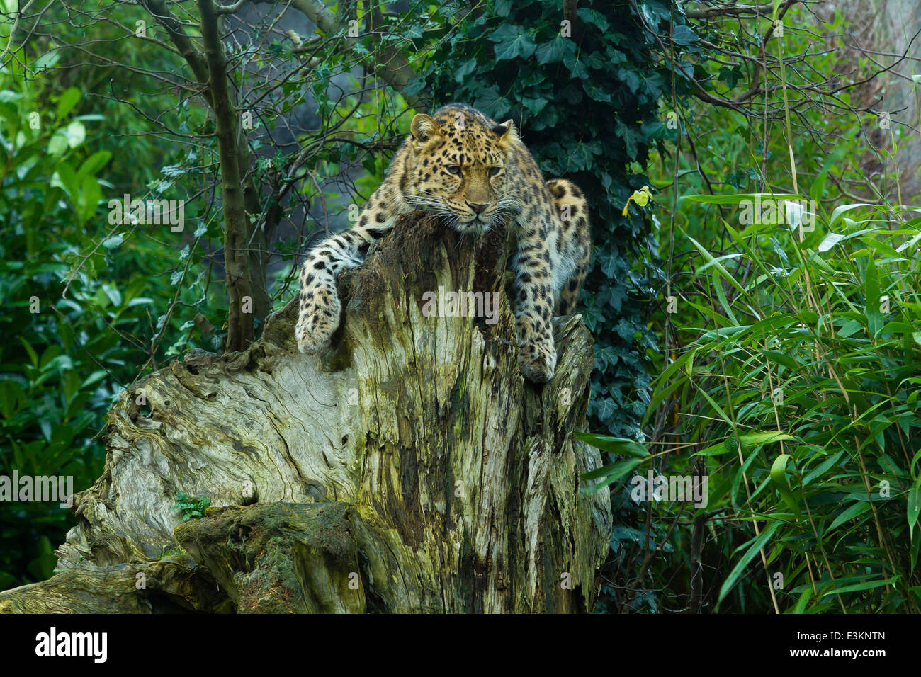Extremely Rare Amur Leopard (Panthera Pardus Orientalis) On Tree Stump ...