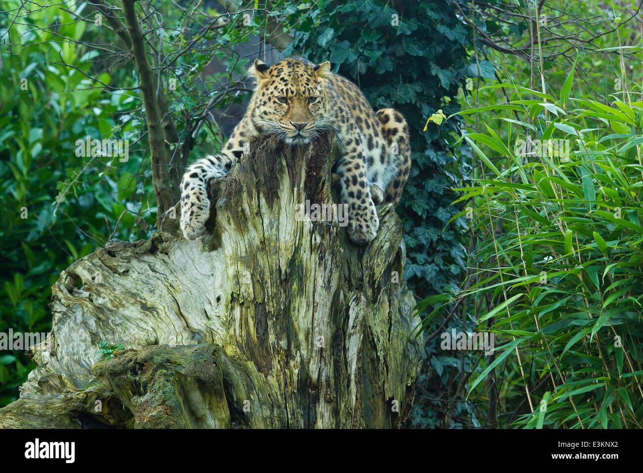 Leopard panthera pardus amurensis hi-res stock photography and images ...