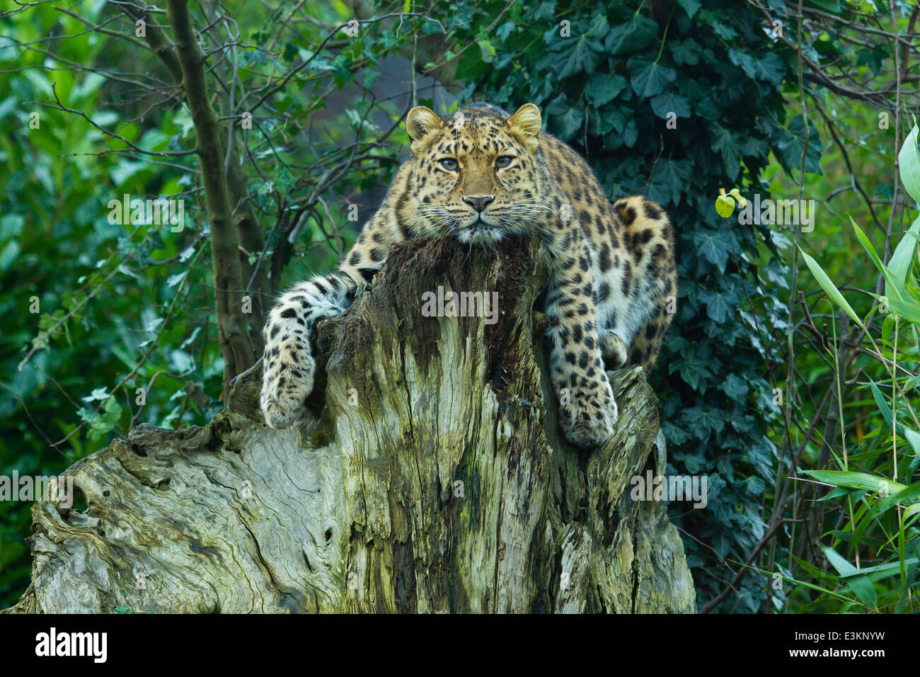 Leopard panthera pardus amurensis hi-res stock photography and images ...