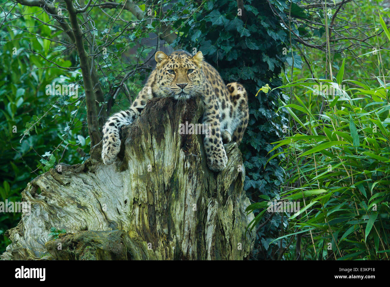 Extremely Rare Amur Leopard (Panthera Pardus Orientalis) On Tree Stump ...