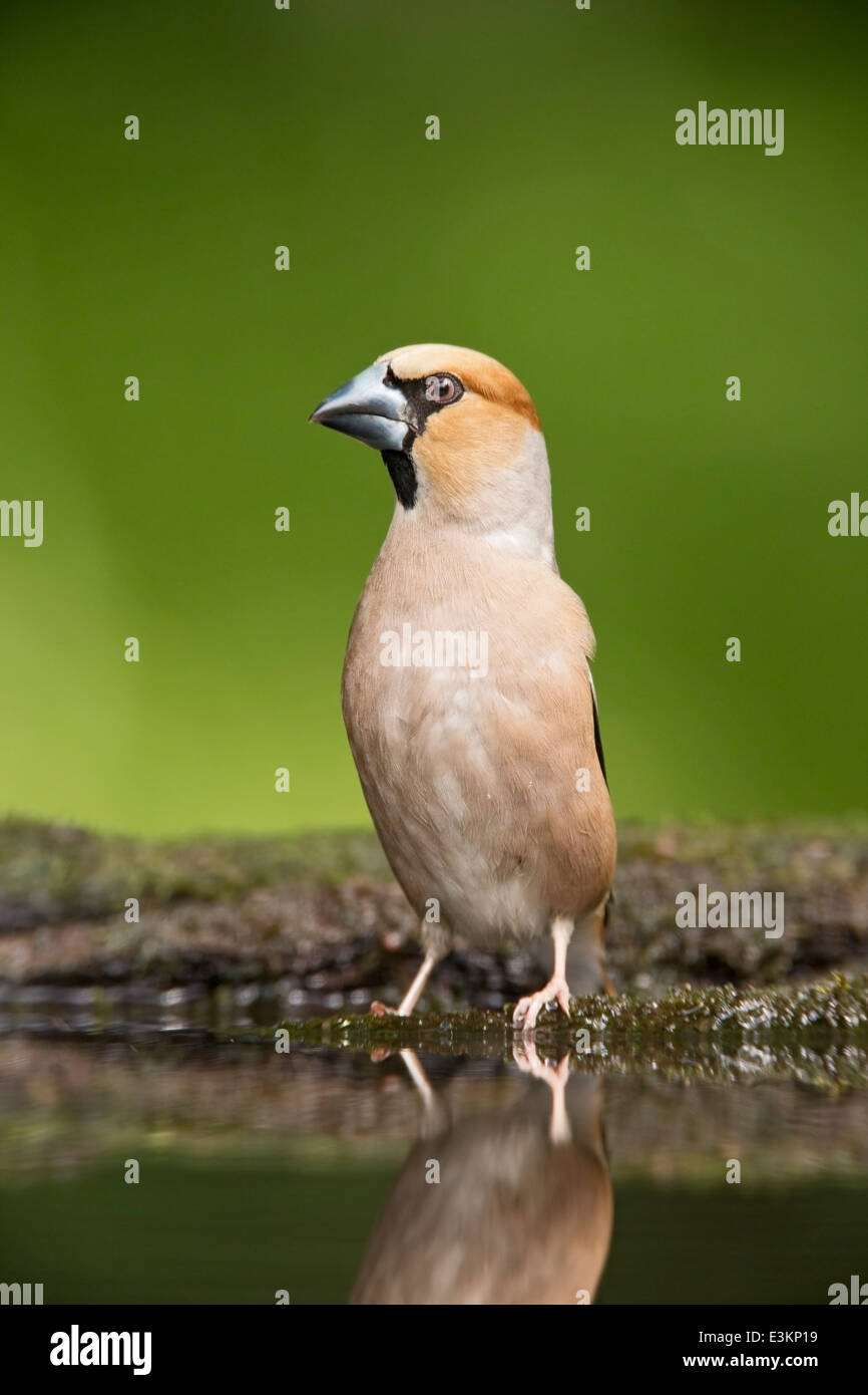 European hawfinch (Coccothraustes coccothraustes) adult male standing ...