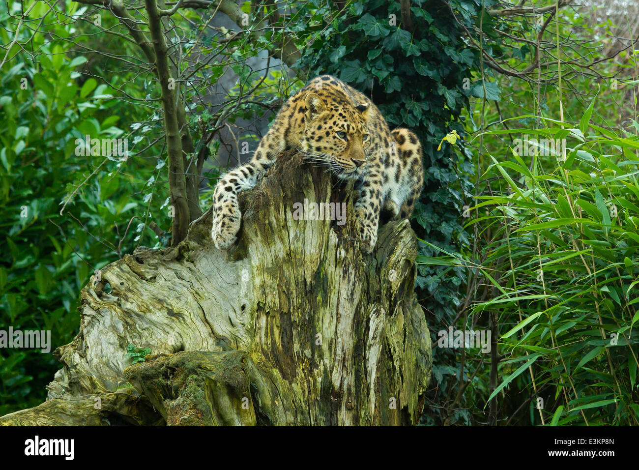Extremely Rare Amur Leopard (Panthera Pardus Orientalis) On Tree Stump ...
