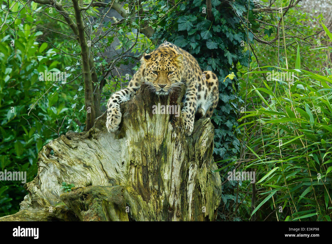 Extremely Rare Amur Leopard (Panthera Pardus Orientalis) On Tree Stump ...