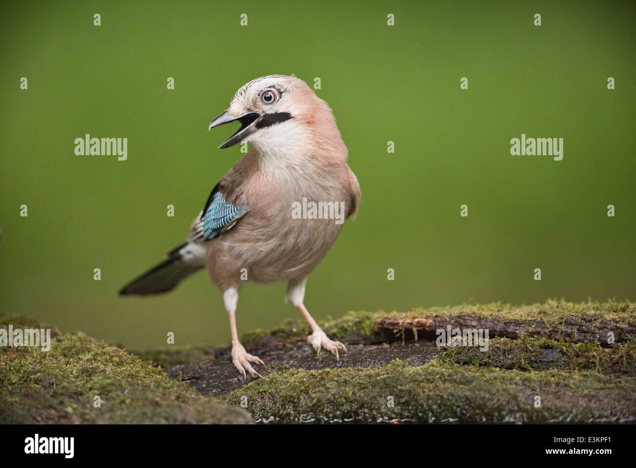 Crow with mouth open hi-res stock photography and images - Alamy