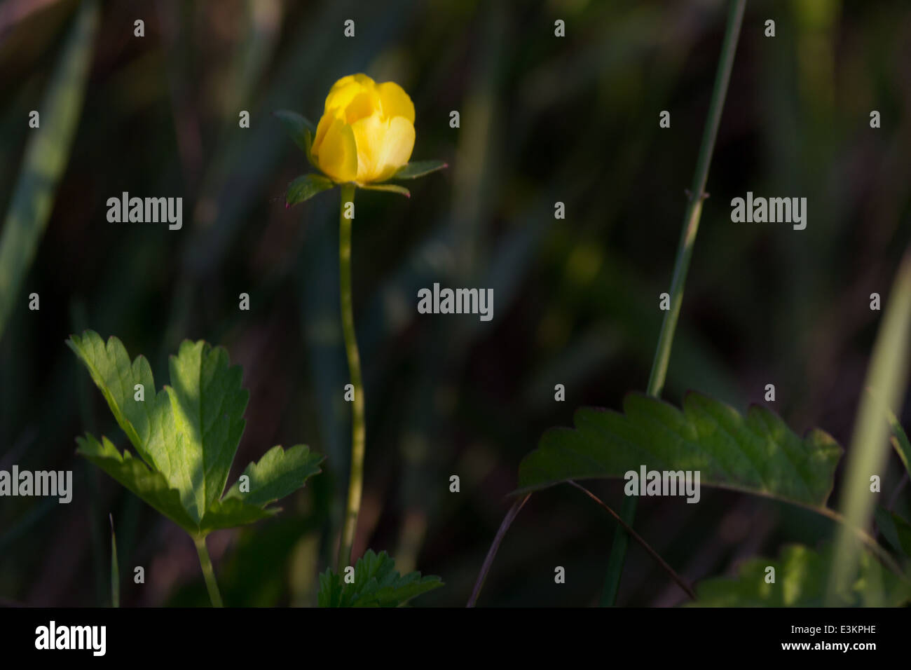 Yellowish heather hi-res stock photography and images - Alamy