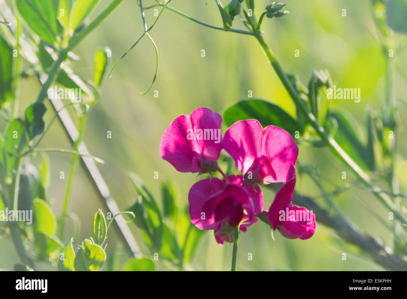 Wild pea in bloom hi-res stock photography and images - Alamy