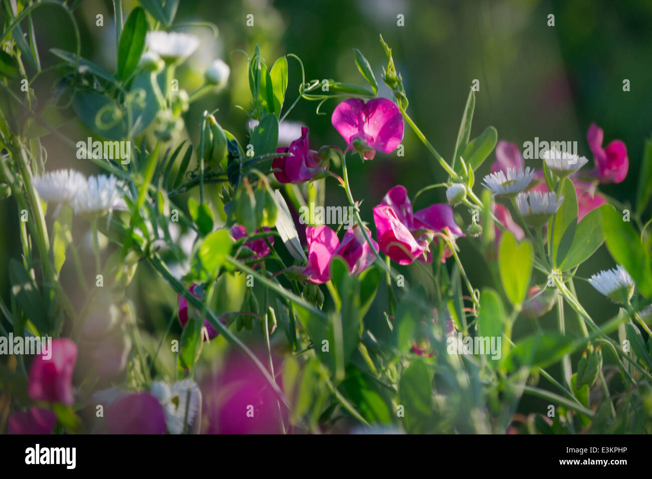 Wild pea in bloom hi-res stock photography and images - Alamy