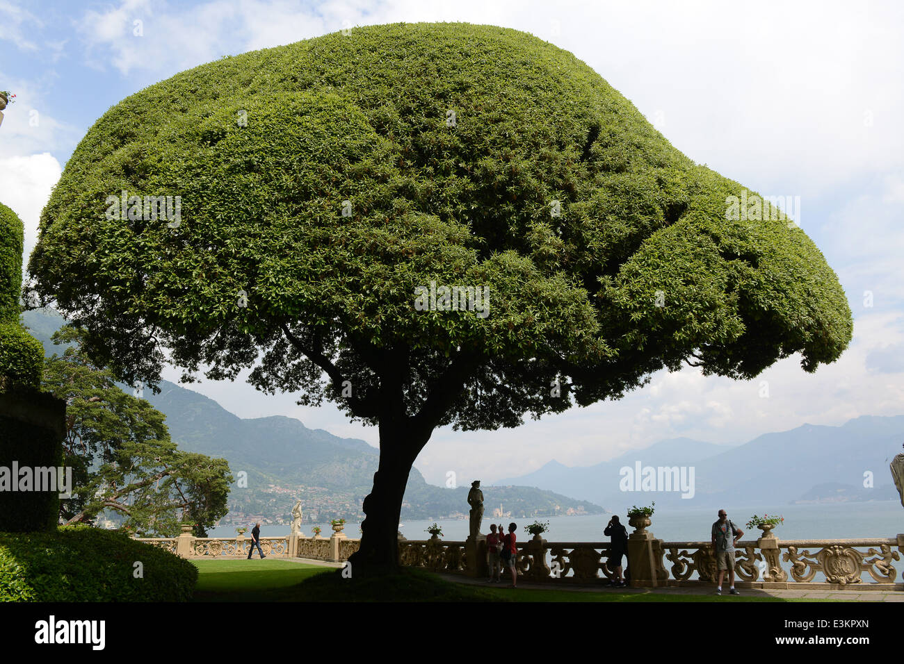 Mediterranean Oak tree or Quercus ilex at Villa Balbianello gardens ...
