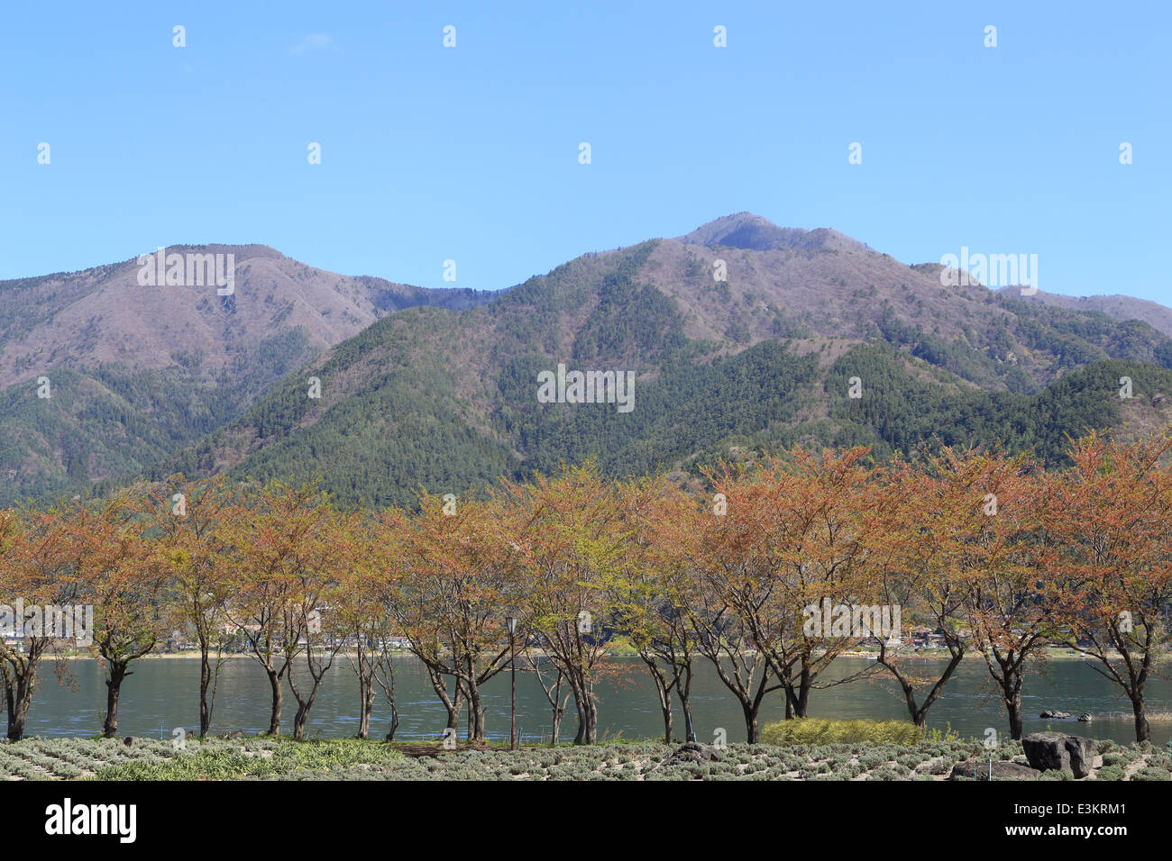 tree and mountain view at Lake Kawaguchiko, Japan Stock Photo - Alamy
