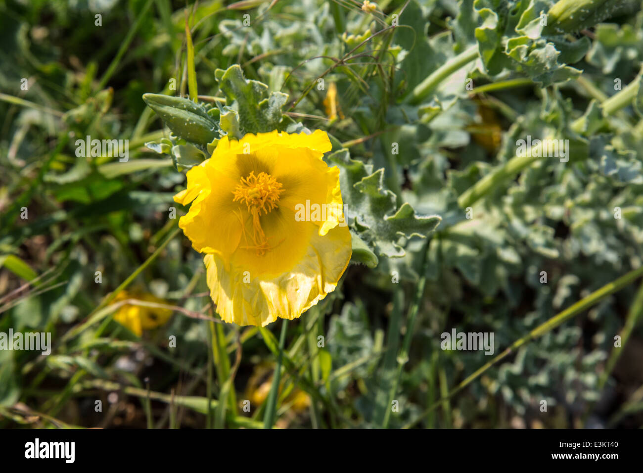 Yellow Horned Poppy growing on Shoreham Beach Stock Photo - Alamy
