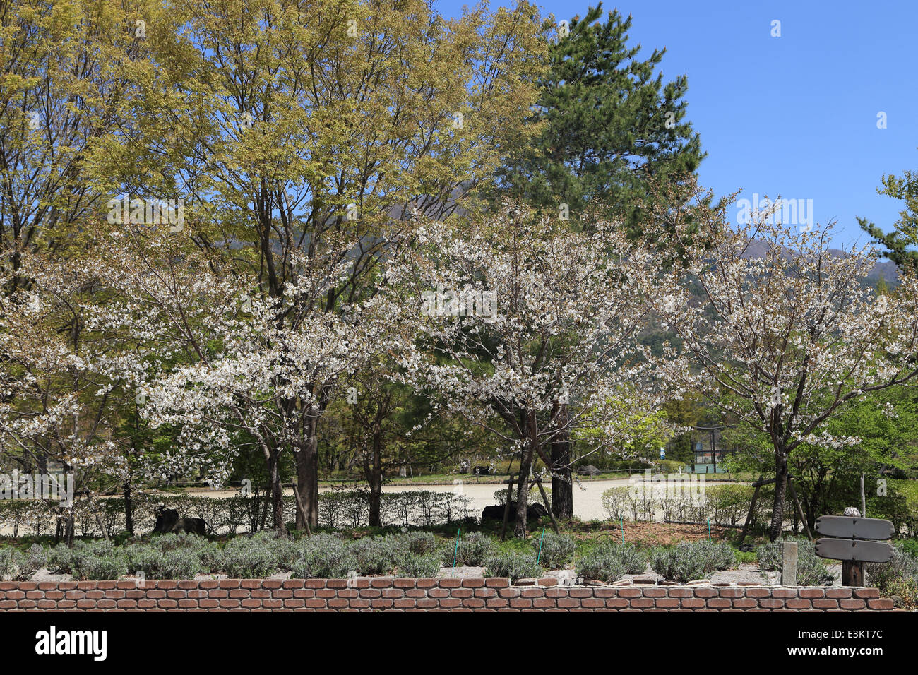 white sakura tree at Lake Kawaguchiko, Japan Stock Photo - Alamy