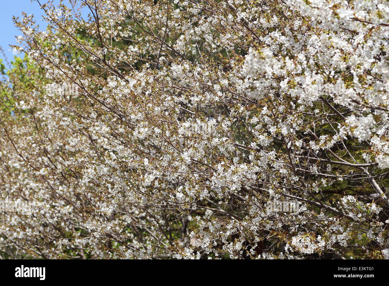white sakura tree at Lake Kawaguchiko, Japan Stock Photo - Alamy