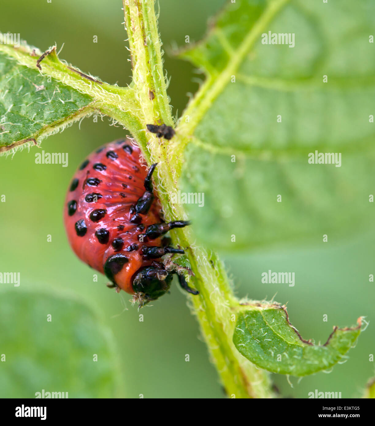 Potato beetle larvae hi-res stock photography and images - Alamy