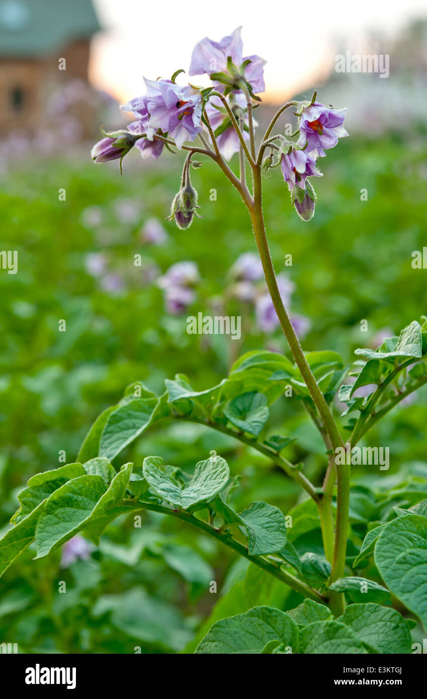 flower of potato plant. Close up Stock Photo - Alamy