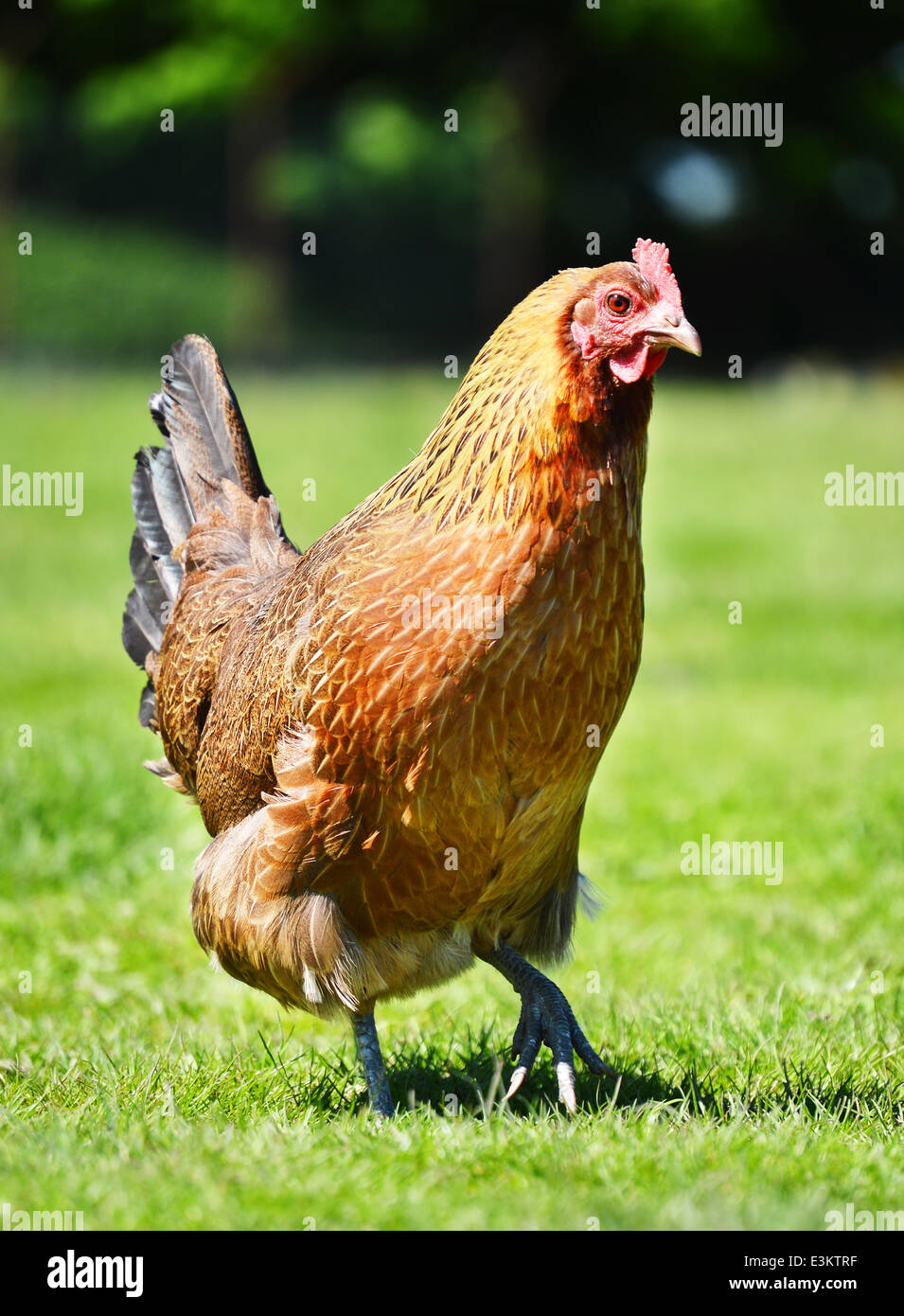 Chickens on traditional free range poultry farm Stock Photo - Alamy