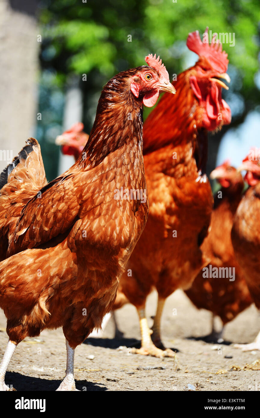 Chickens on traditional free range poultry farm Stock Photo - Alamy