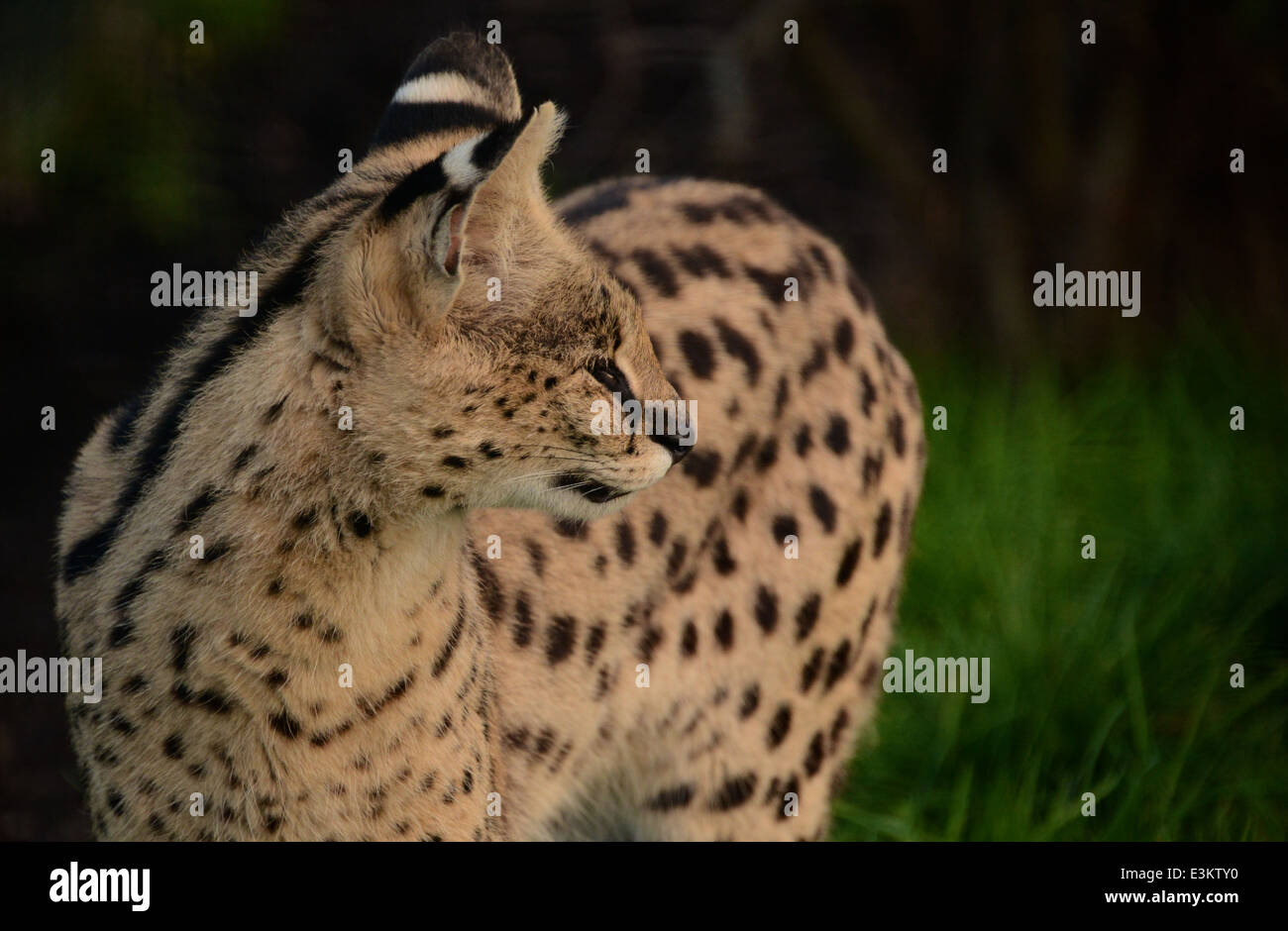 Serval hi-res stock photography and images - Alamy